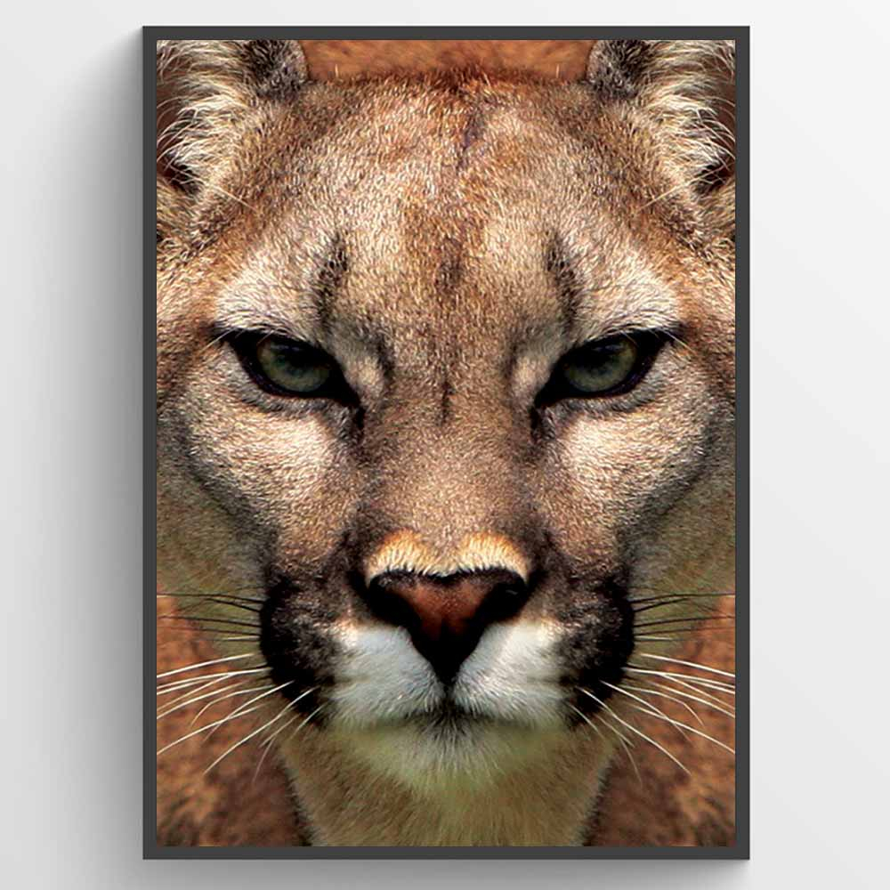 Startsida / Posters / Djurmotiv / Vilda djur / Puma poster
